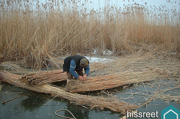 riet in de bouw